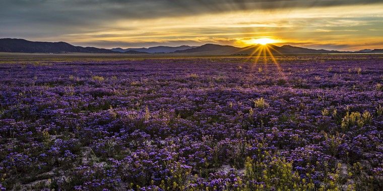 Join the The Colors Of Spring Photo Contest and win Canon Rebel XTi ...